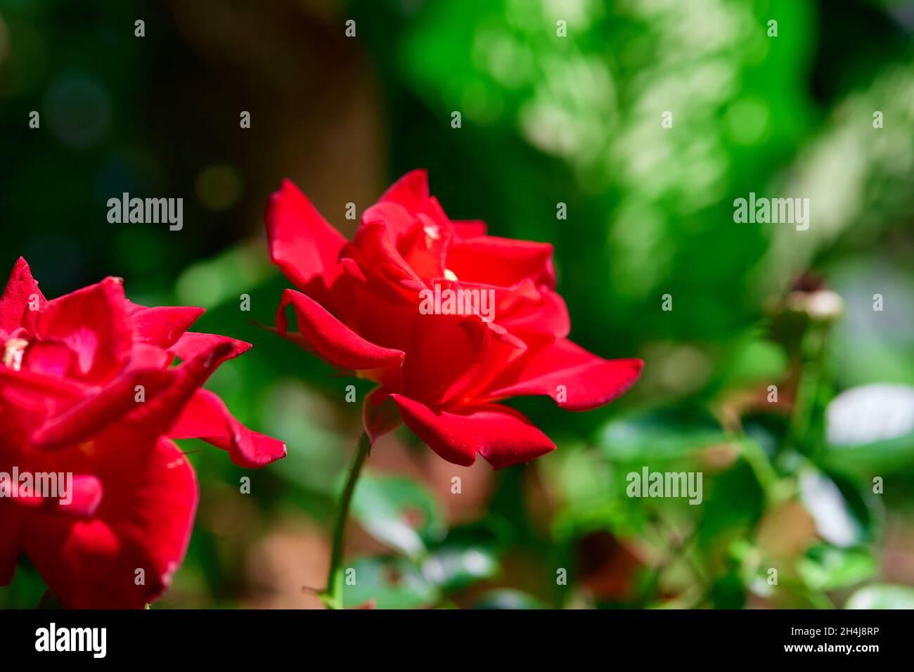Bloom bloooming hi-res stock photography and images - Alamy