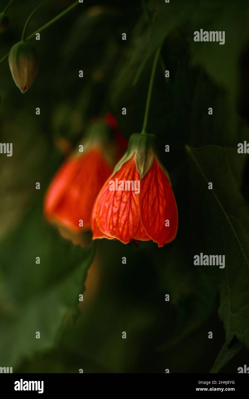 Vertical shot of a red Indian mallow growing in a botanical garden in ...