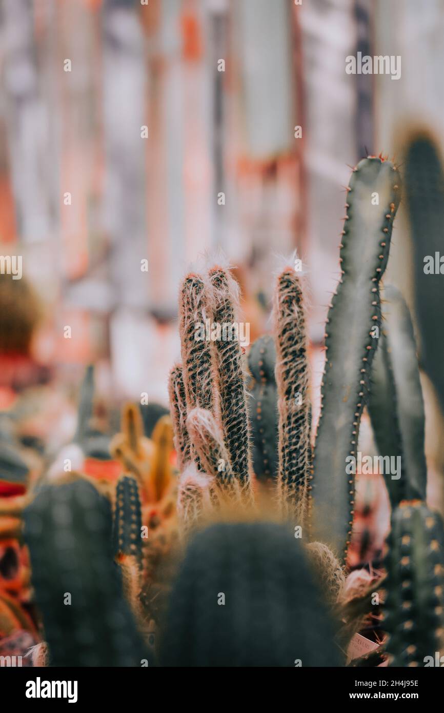 Vertical shot of different cacti in a botanical garden in Iasi, Romania ...