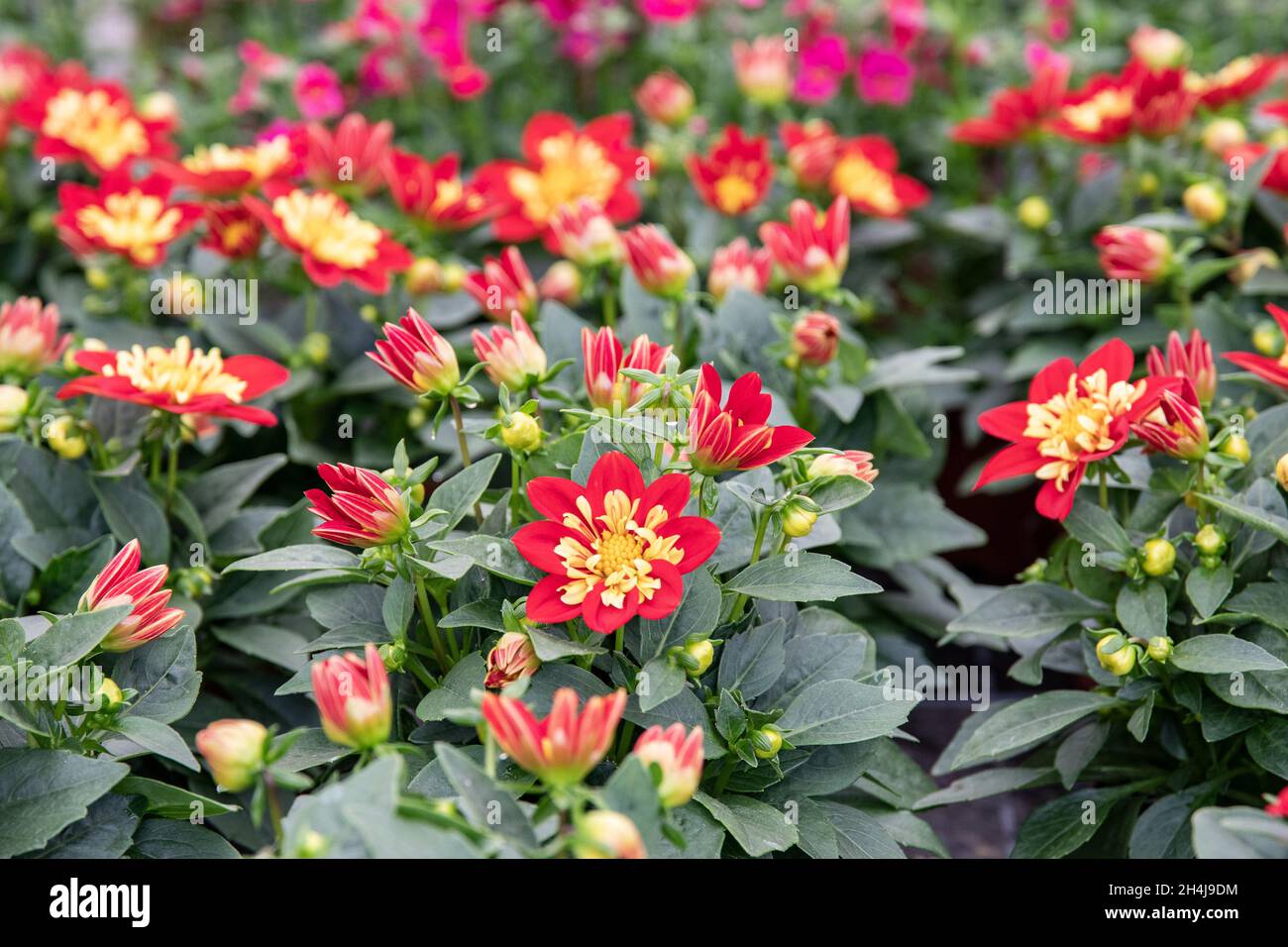 Dahlia hybrida in the greenhouse Stock Photo - Alamy