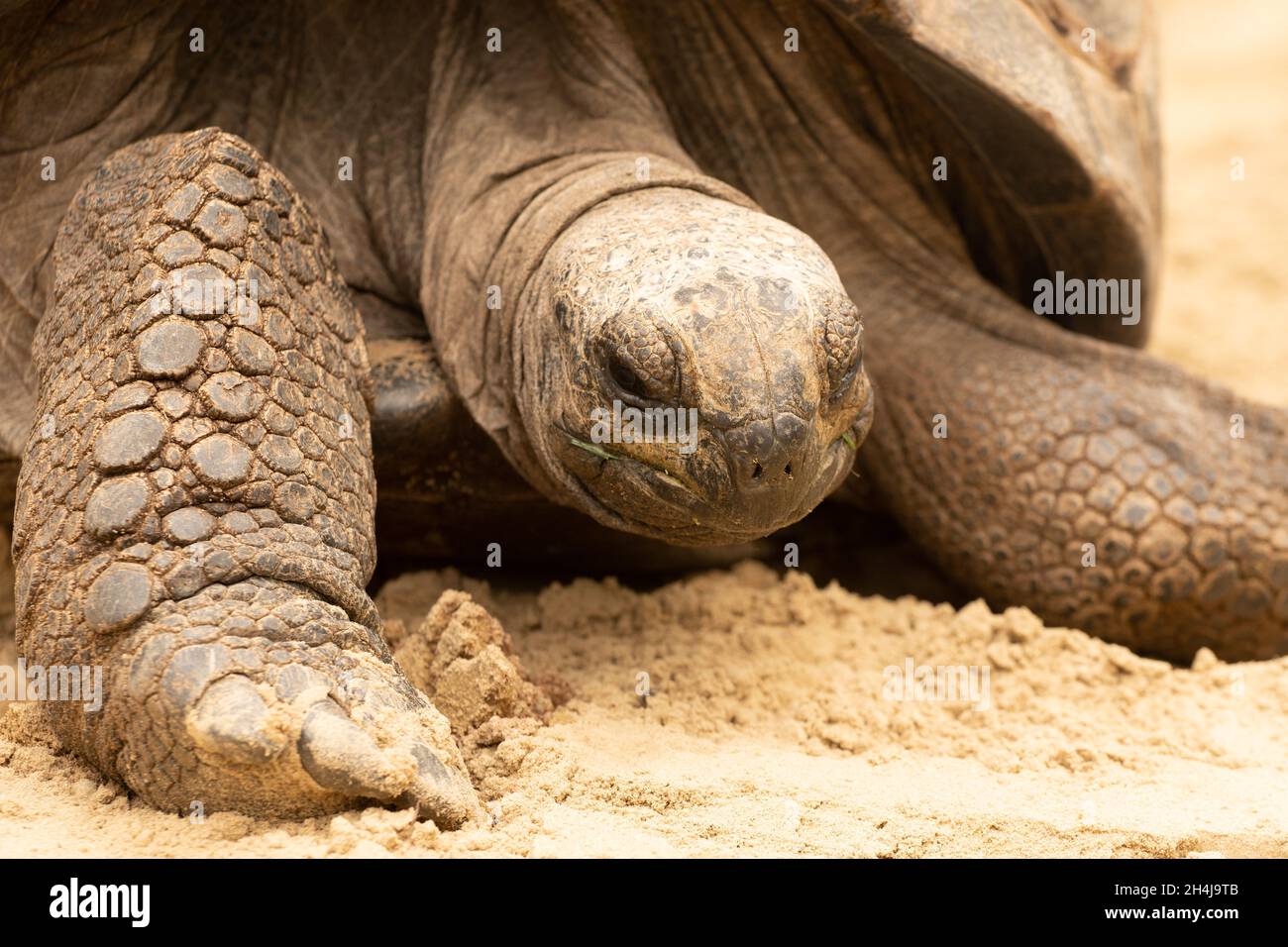 old experienced turtle with many folds and some grass around its mouth ...