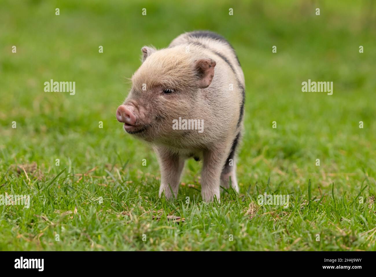 Pot bellied piglet hi-res stock photography and images - Alamy