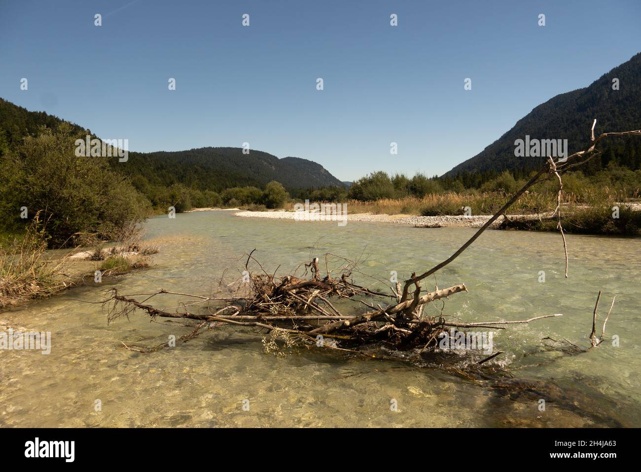 River in the nature reserve with washed-up roots and a broad stream bed ...