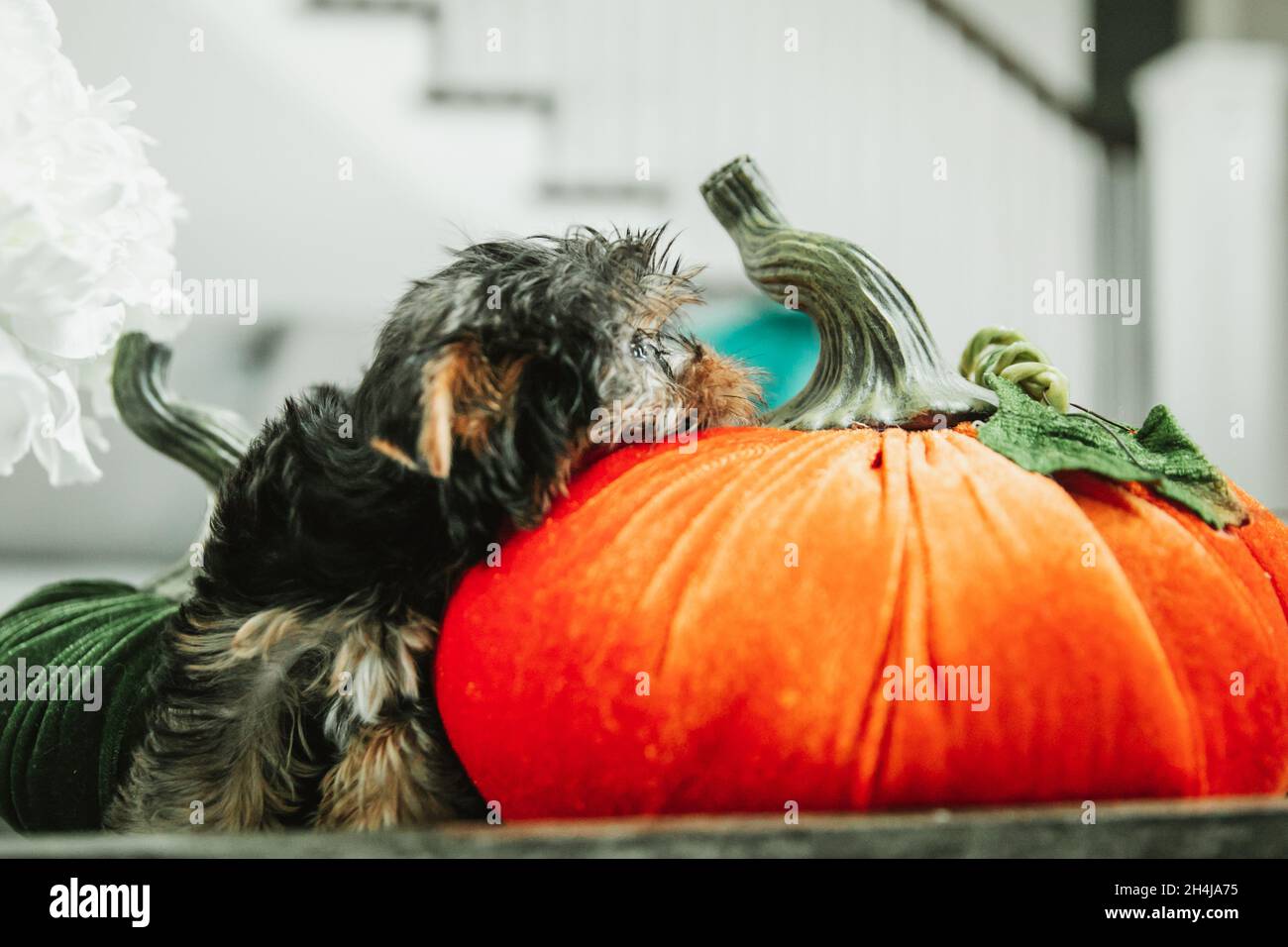 A tiny teacup yorkie puppy dog next to fall autumn home interior decor ...