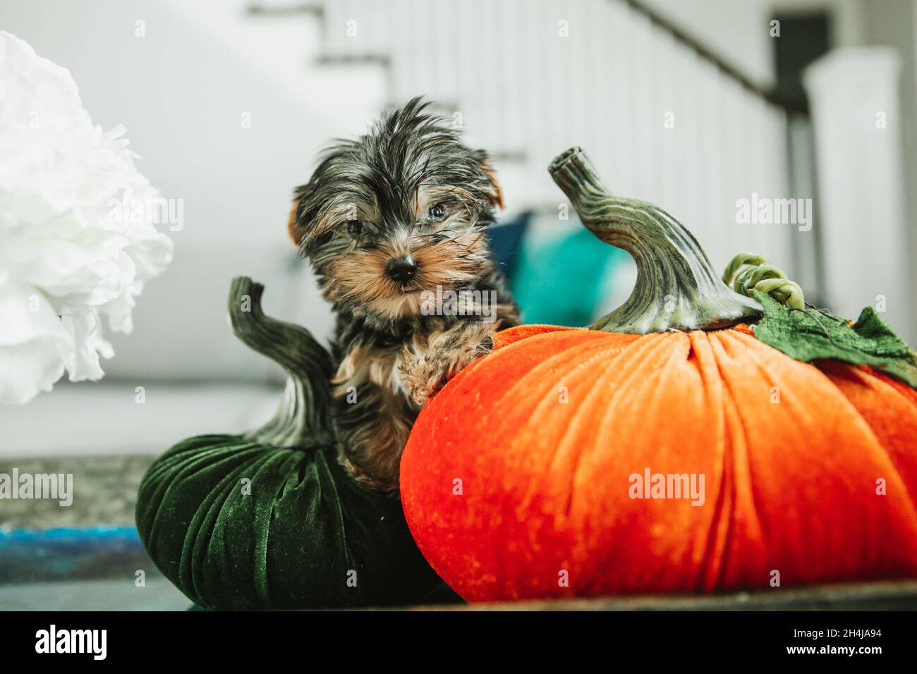 A tiny teacup yorkie puppy dog next to fall autumn home interior decor ...