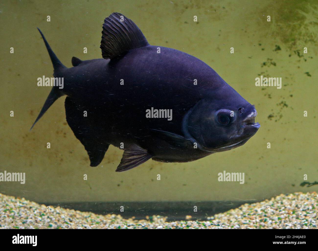 Pacus fish hi-res stock photography and images - Alamy