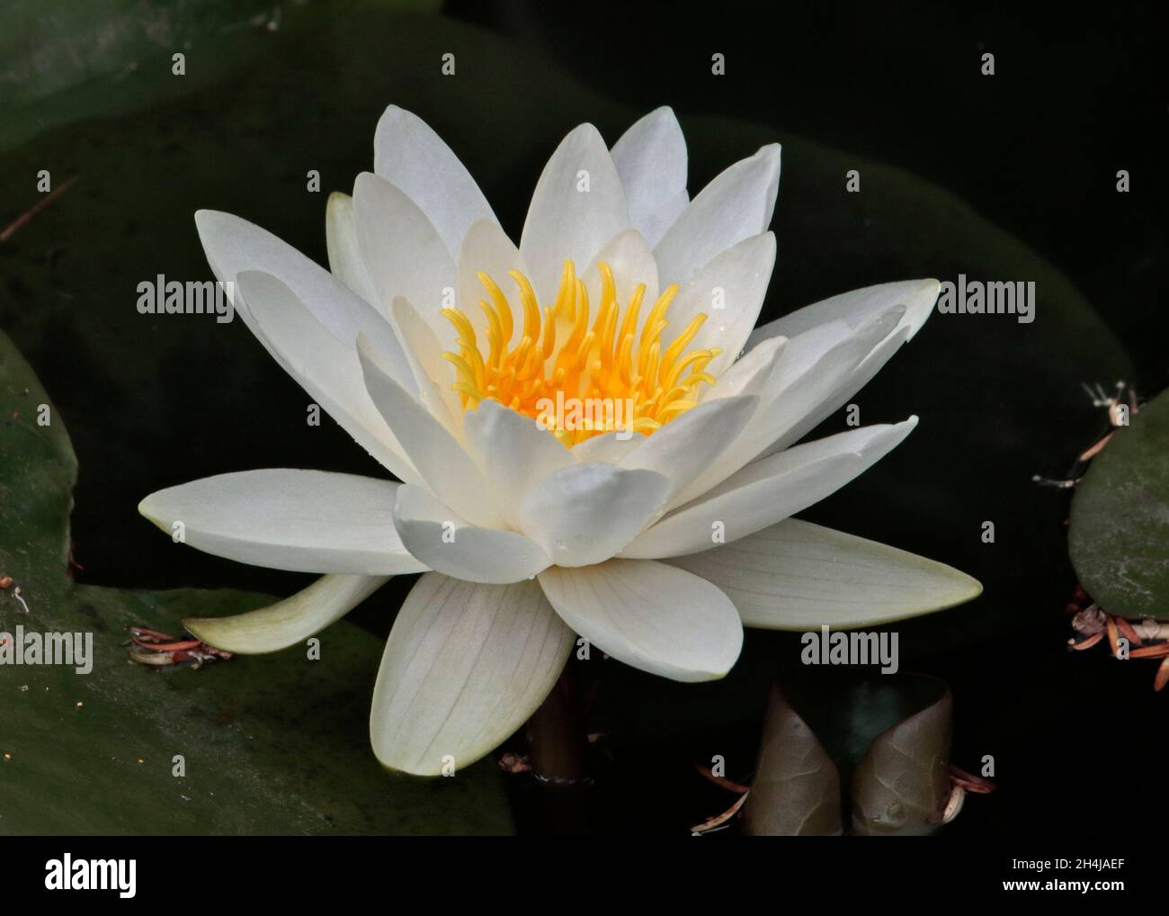 Nymphaea lily hi-res stock photography and images - Alamy
