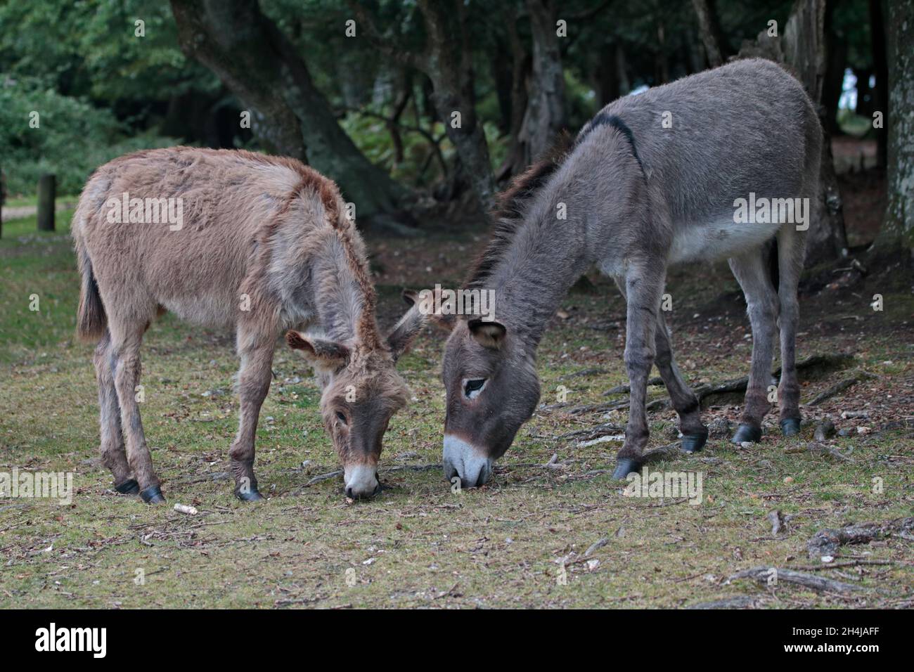 New forest donkey hi-res stock photography and images - Alamy