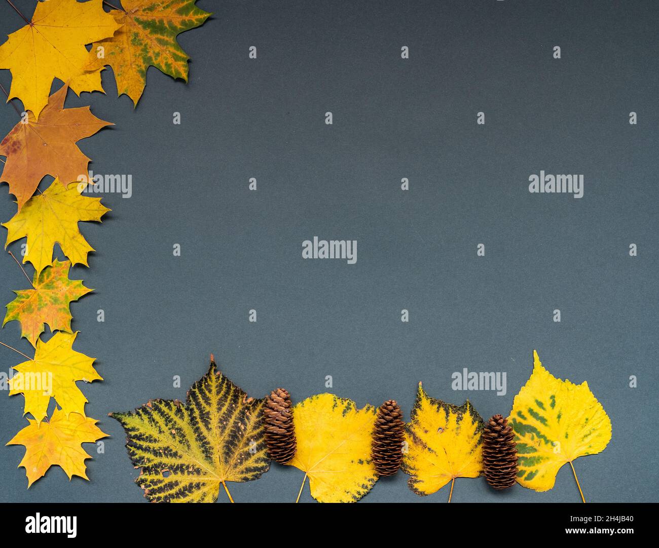 Of dry autumn leaves and cones on a gray, uniform background. There is ...