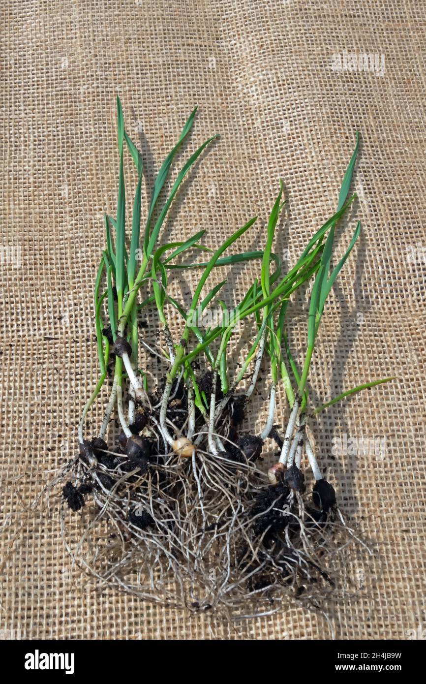 Young garlic plants hi-res stock photography and images - Alamy