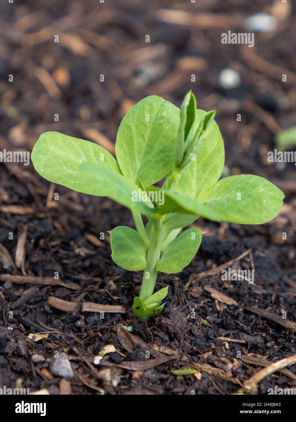 Pea seedling hi-res stock photography and images - Alamy