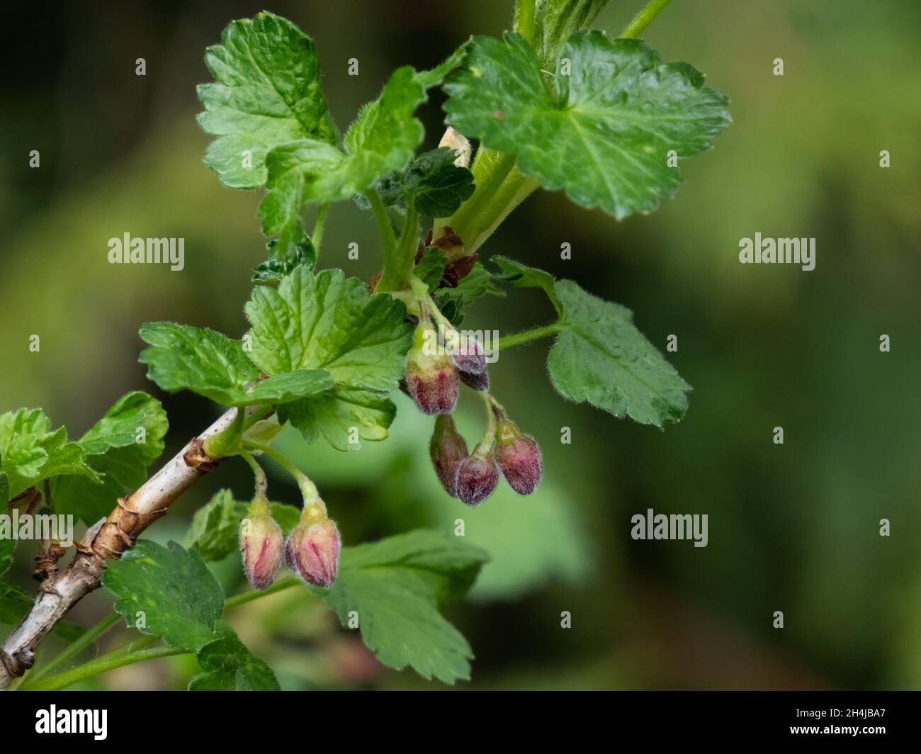 Black currant flowers hi-res stock photography and images - Alamy