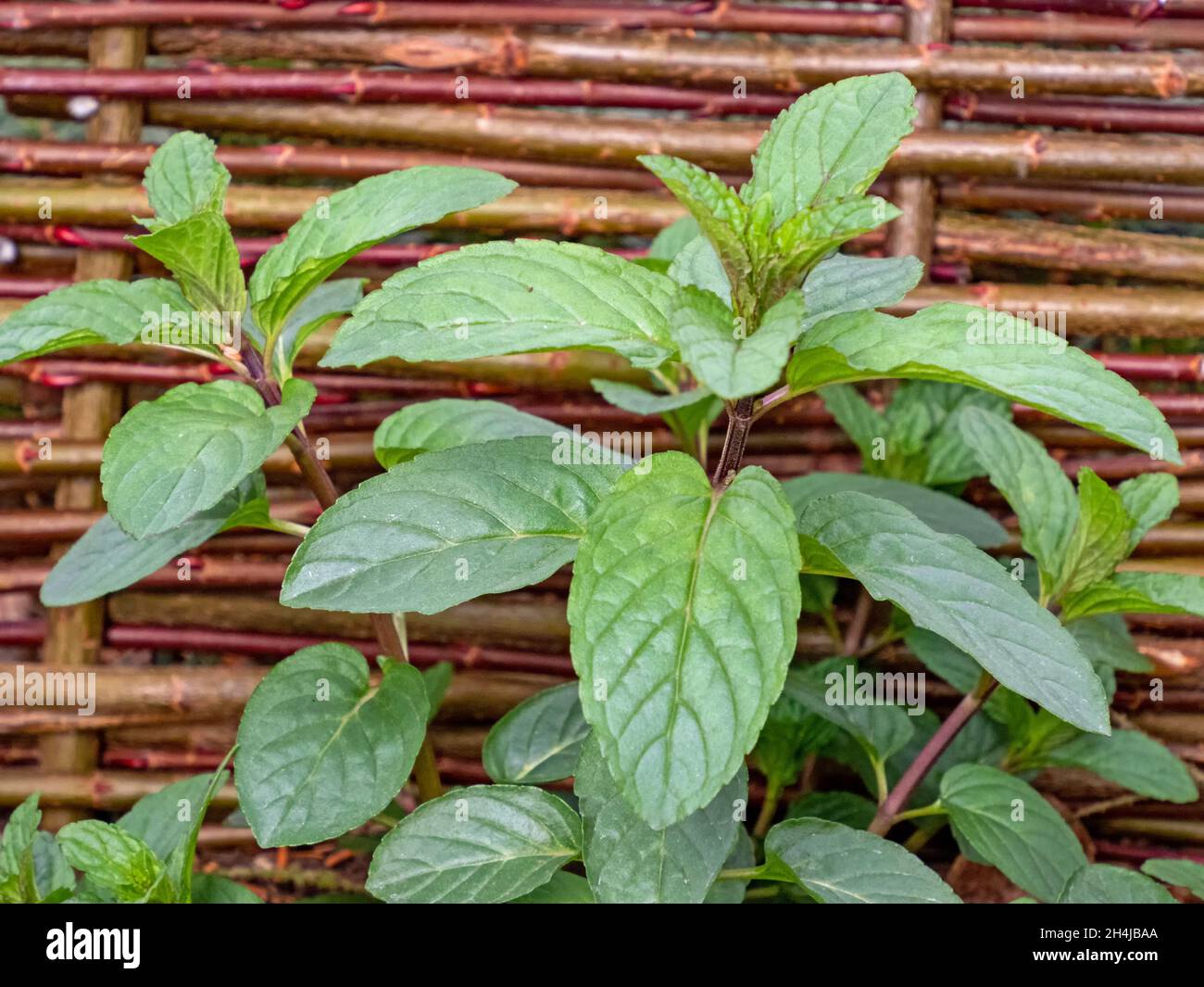 Close up of chocolate mint, Mentha piperita Chocolate Stock Photo - Alamy