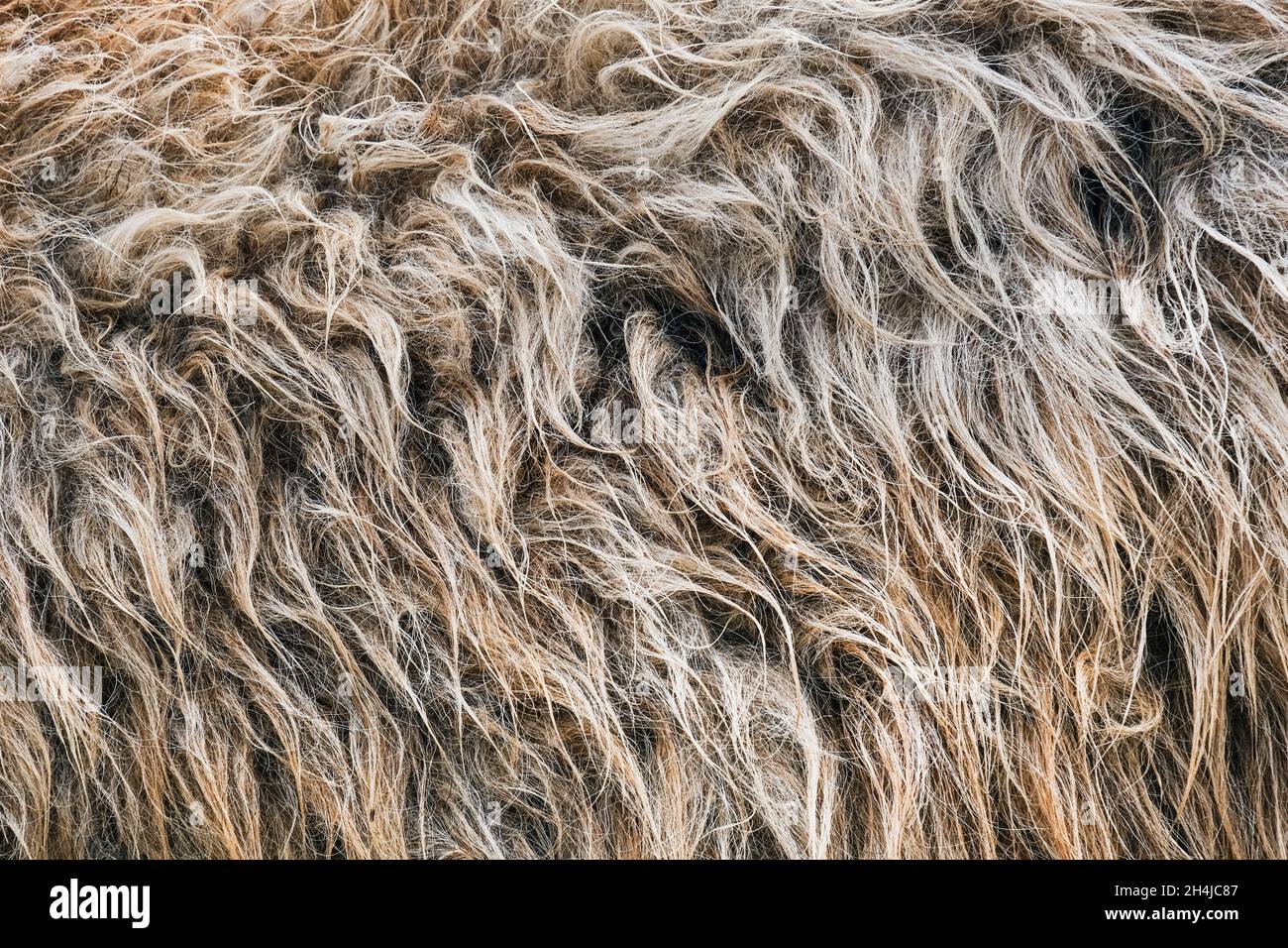 Fat tailed sheep hi-res stock photography and images - Alamy