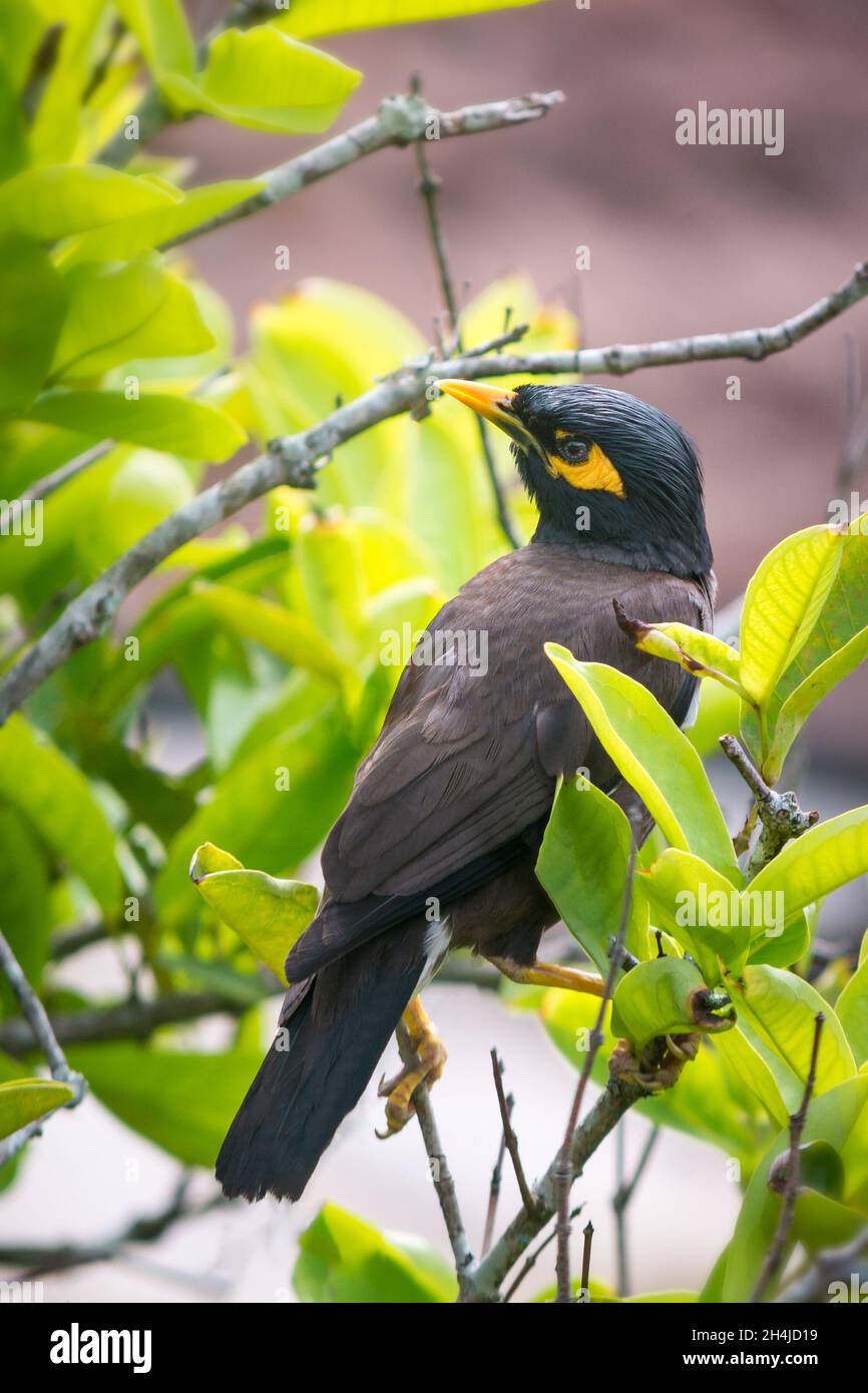 Native indian tree hi-res stock photography and images - Alamy
