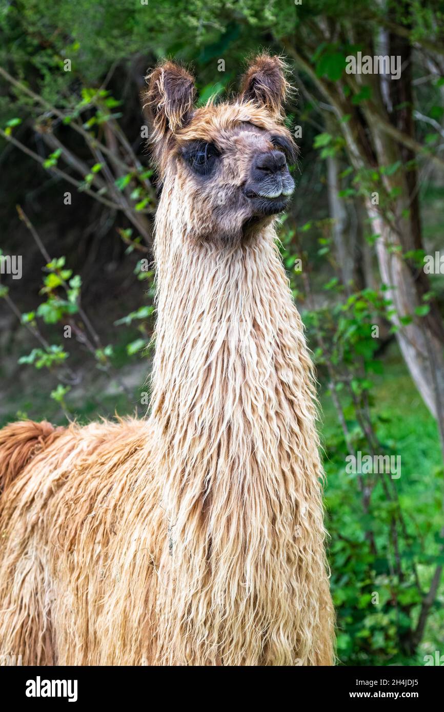 Lamas wool hi-res stock photography and images - Alamy