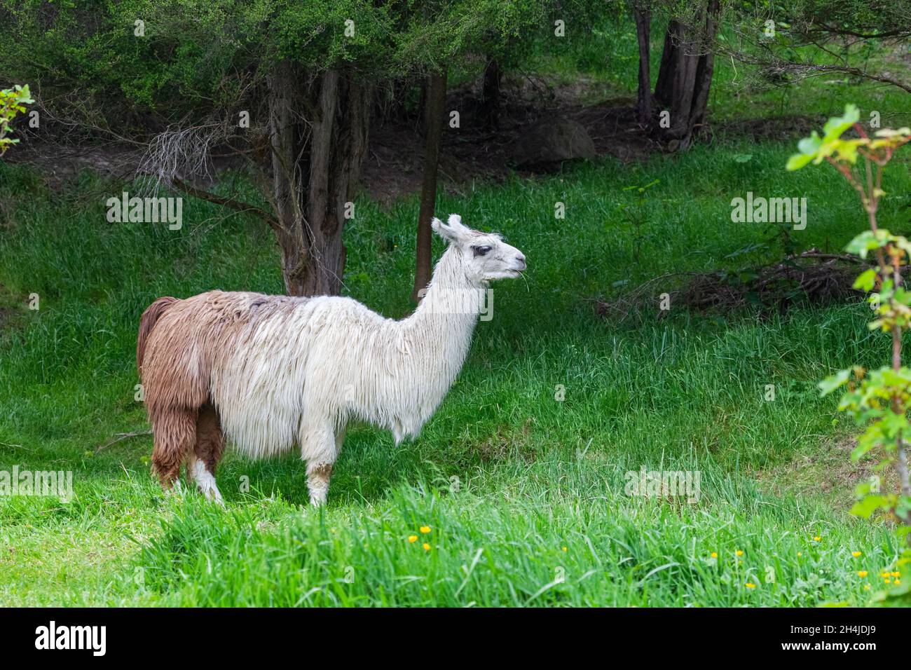 Lama portrait hi-res stock photography and images - Alamy