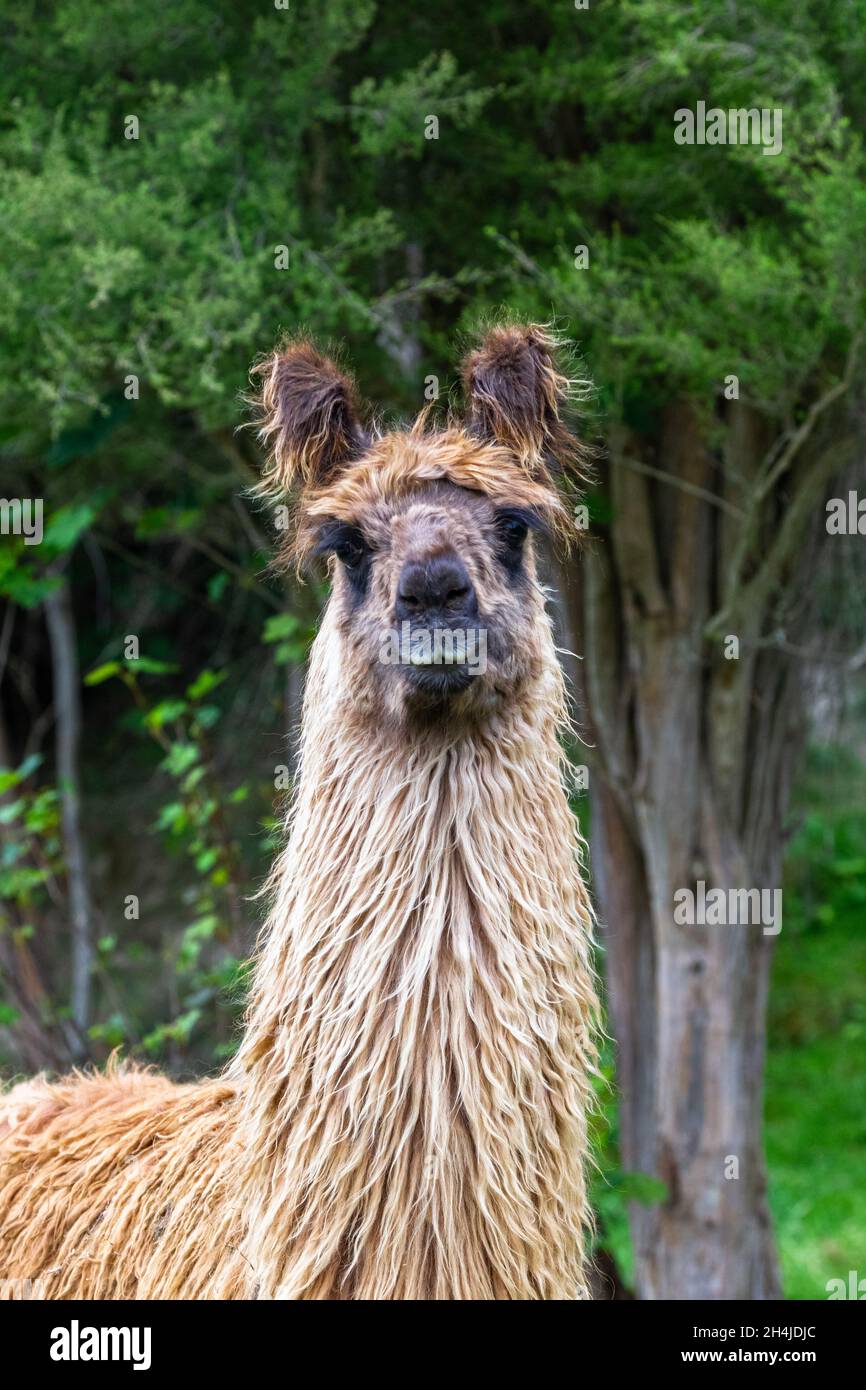 Farm of guanaco. New Zealand Stock Photo - Alamy
