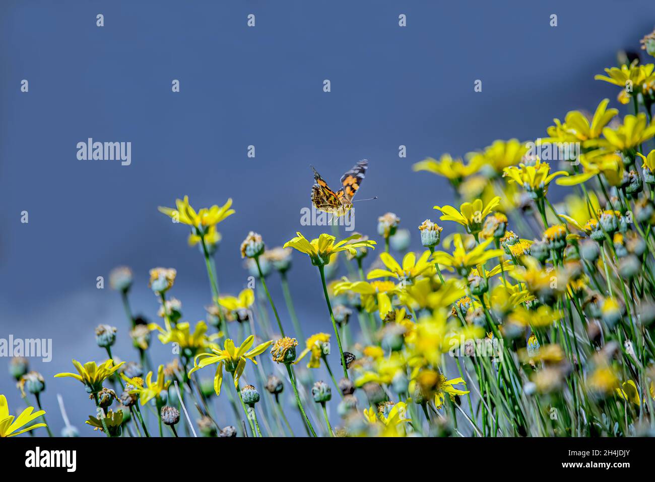 Butterfly flying over flowers hi-res stock photography and images - Alamy