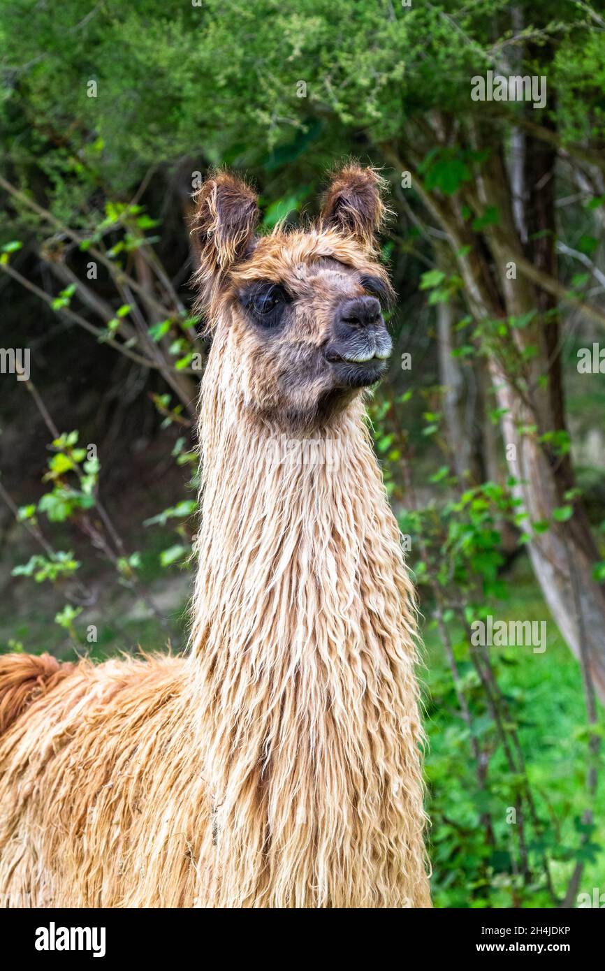 New Zealand farm. Guanaco, South Island Stock Photo - Alamy