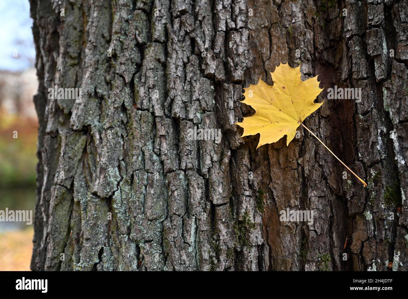 Meiningen, Germany. 03rd Nov, 2021. A maple leaf hanging from a tree ...