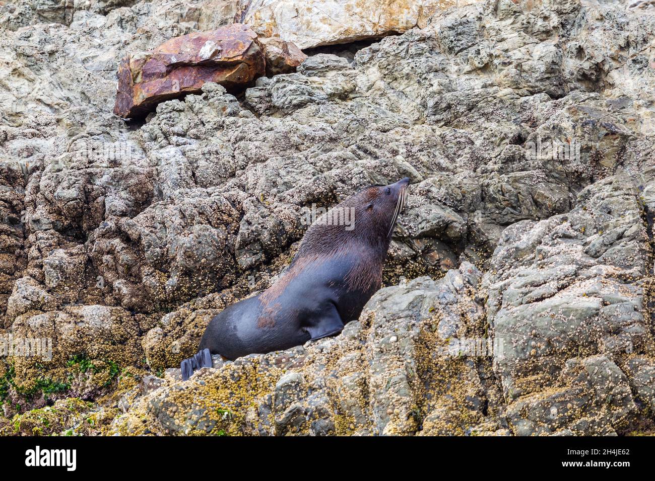 Fur seal new zealand underwater hi-res stock photography and images - Alamy