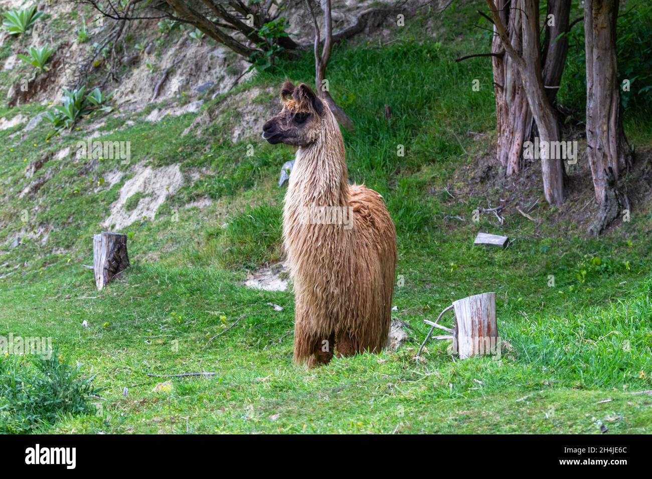 Guanaco. Portrait beautiful animal. New Zealand Stock Photo - Alamy
