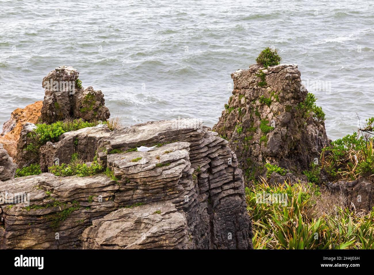 Spiky cliffs of Paparoa national par. South Island, New Zealand Stock ...