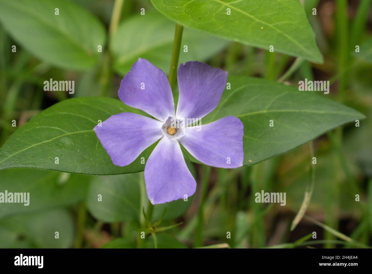 Closeup of the Vinca major, bigleaf periwinkle, large periwinkle. Big ...