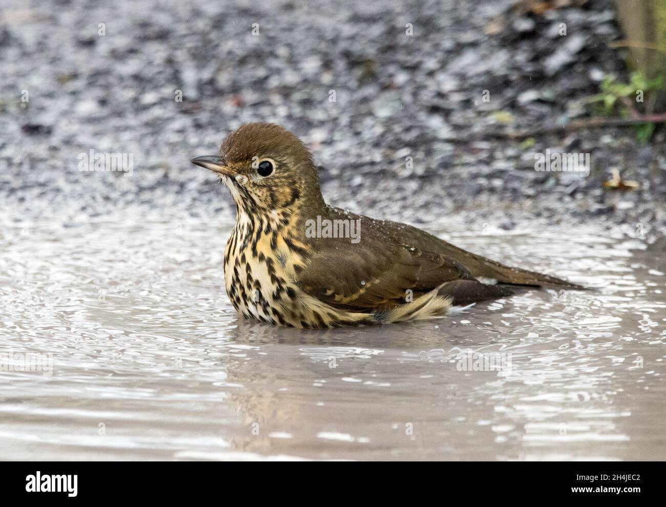 Thrush species hi-res stock photography and images - Alamy