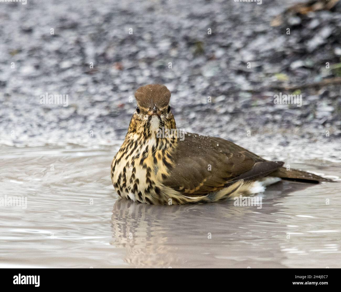 Species of thrush hi-res stock photography and images - Alamy