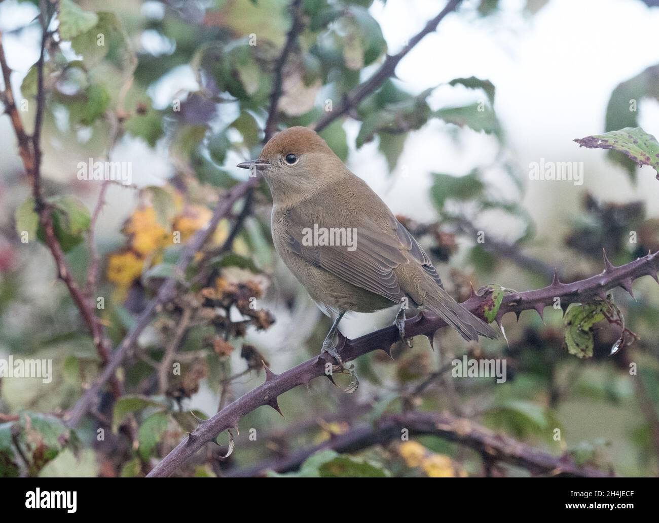 Female Blackcap (Sylvia atricapilla Stock Photo - Alamy