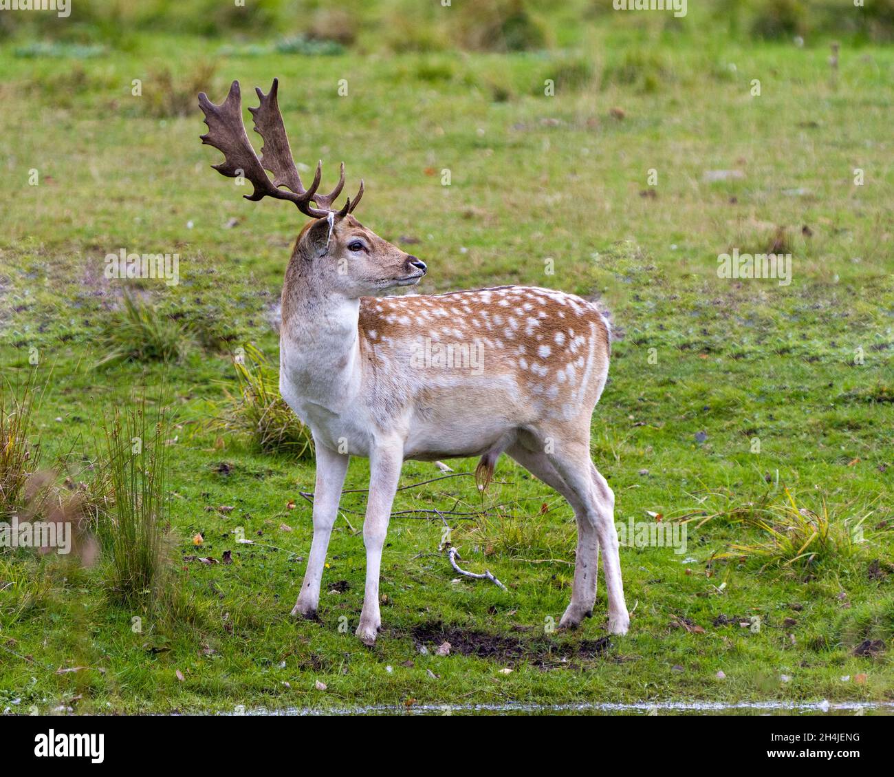 Fallow deer close-up profile view in the field with blur grass ...