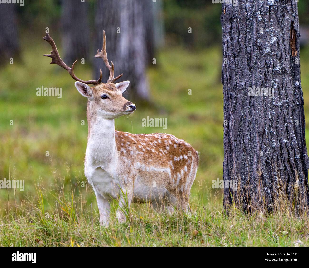 Fallow deer close-up profile view in the field with grass and trees ...