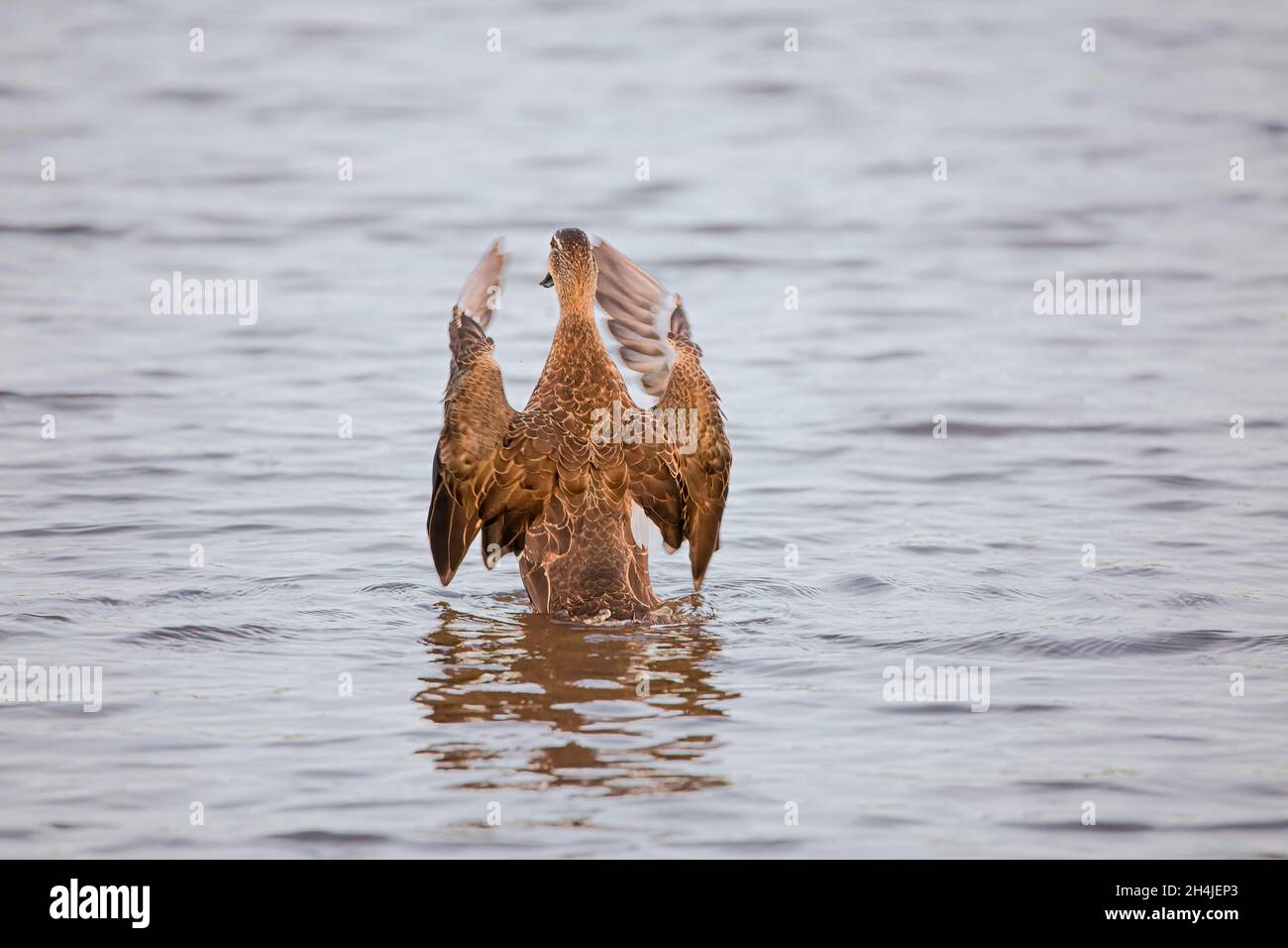 Duck with open wings hi-res stock photography and images - Alamy