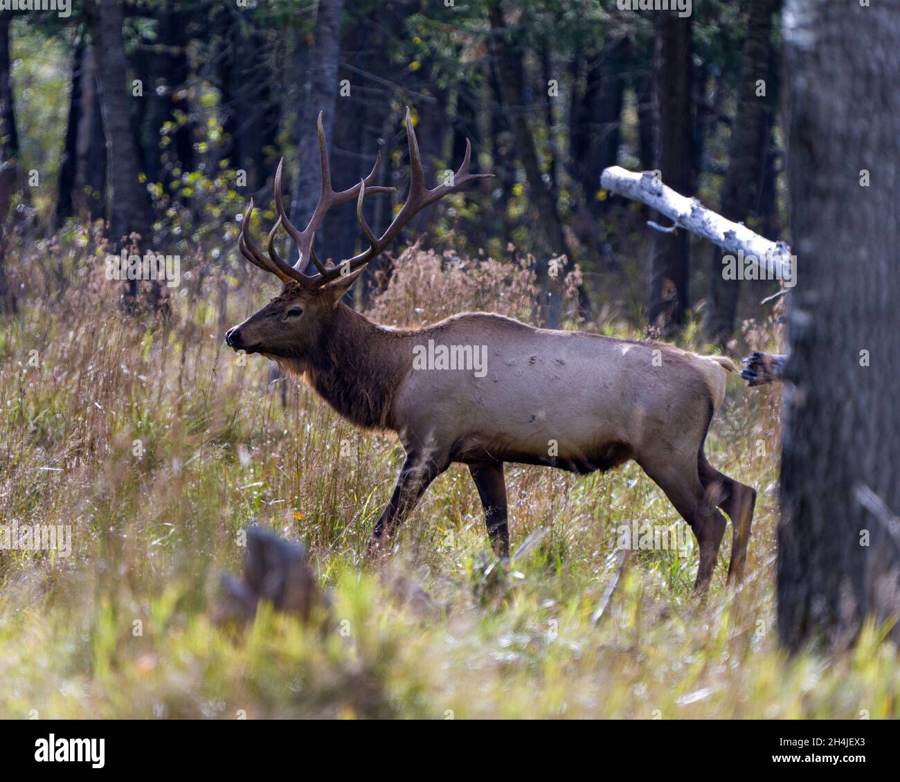 Elk male close-up profile side view walking in the forest with a blur ...