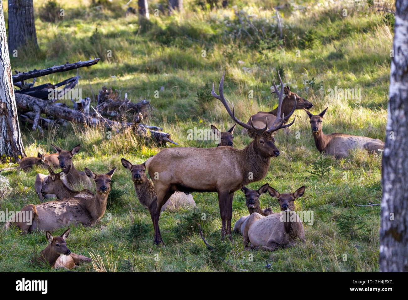 Elk protection herd image hi-res stock photography and images - Alamy