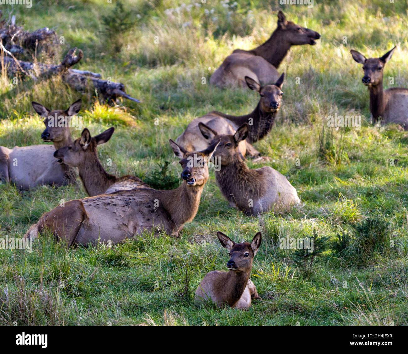 Elk protection herd image hi-res stock photography and images - Alamy