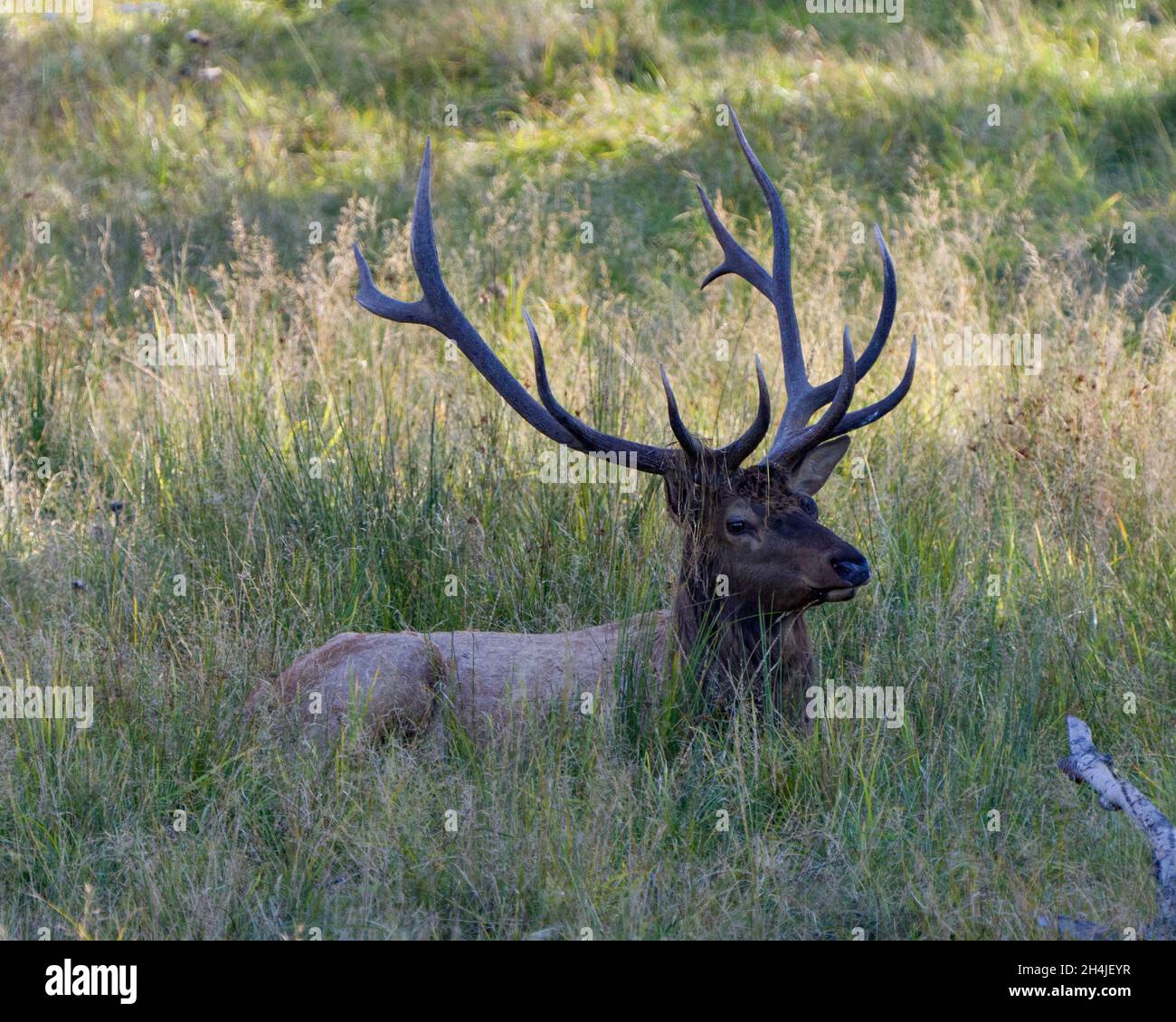 Elk male buck resting in the field in mating season in the bush with ...