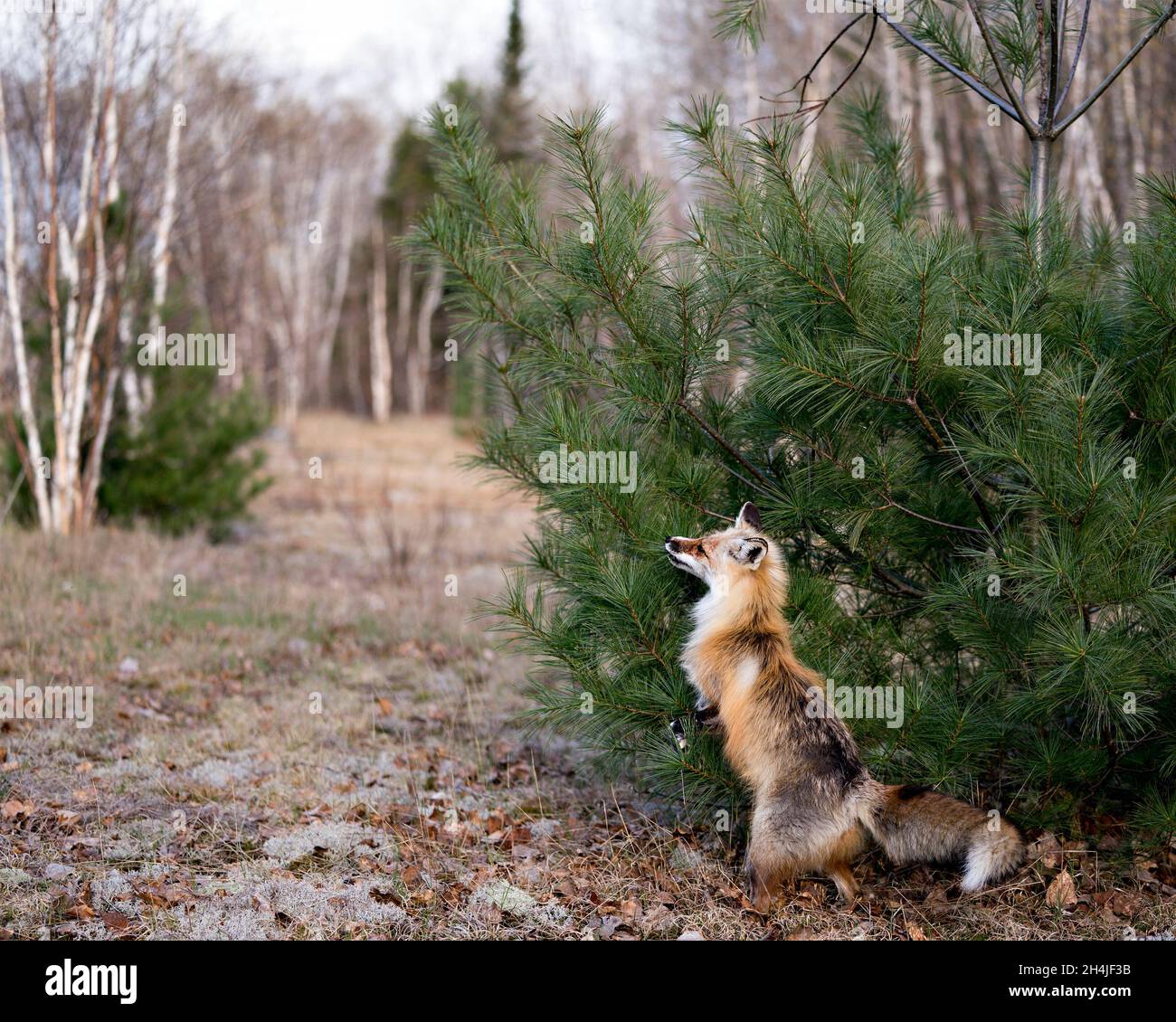 Red Fox standing on hinges legs and smelling pine needle tree in the ...