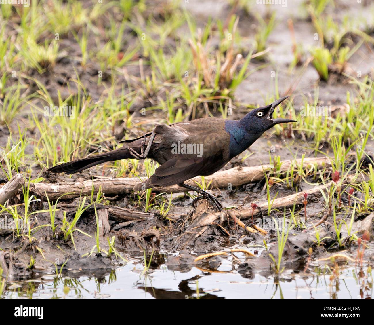 Common Grackle bird close-up profile view by the water displaying ...