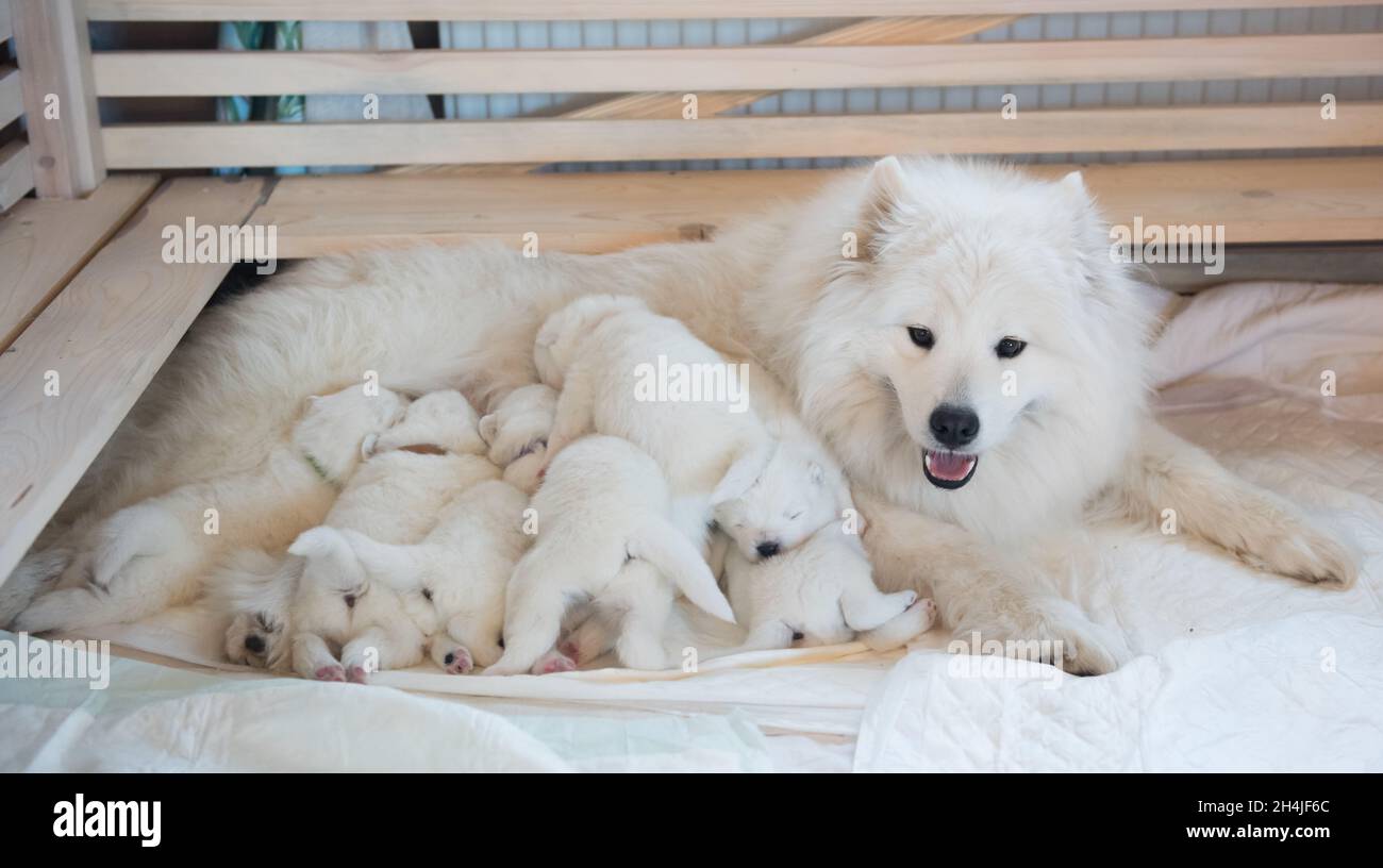 Samoyed dog mother with puppies. Puppies suckling mother Stock Photo ...