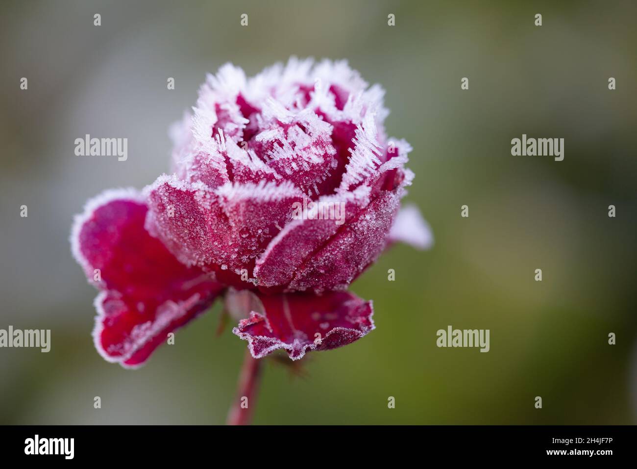First love rose hi-res stock photography and images - Alamy