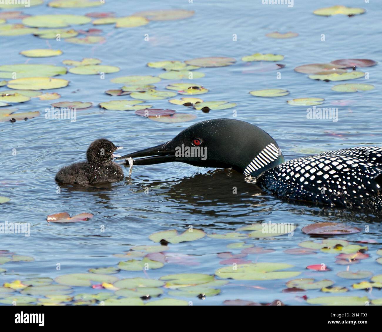 Common Loon and baby chick loon swimming in pond and celebrating the ...