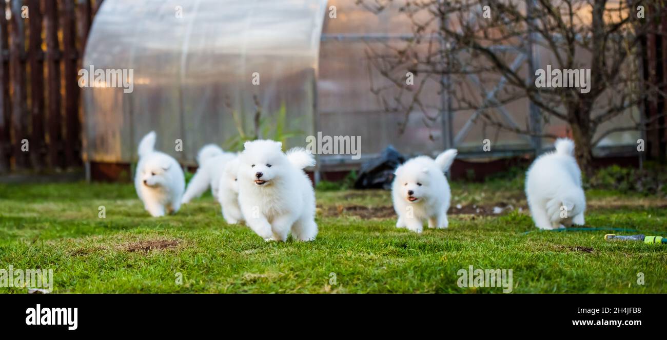 Funny fluffy white Samoyed puppies dogs are playing Stock Photo - Alamy