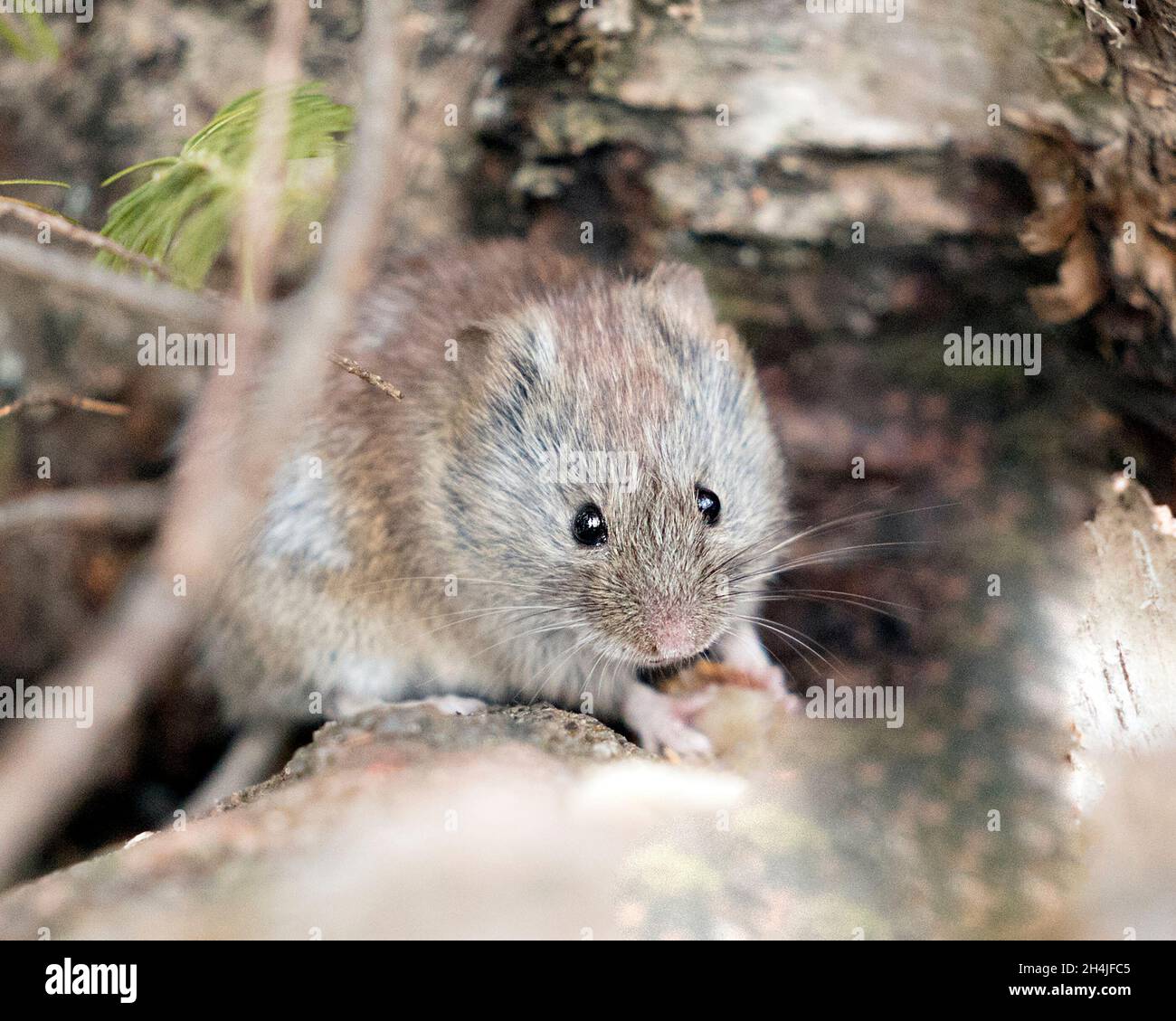 Mouse magazine cover image hi-res stock photography and images - Alamy