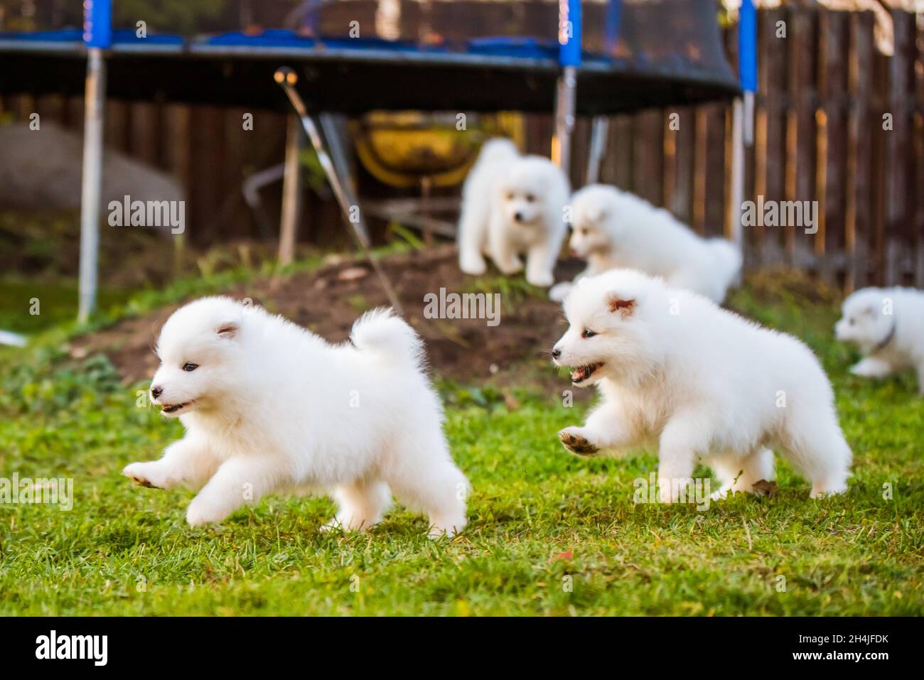 Funny fluffy white Samoyed puppies dogs are playing Stock Photo - Alamy