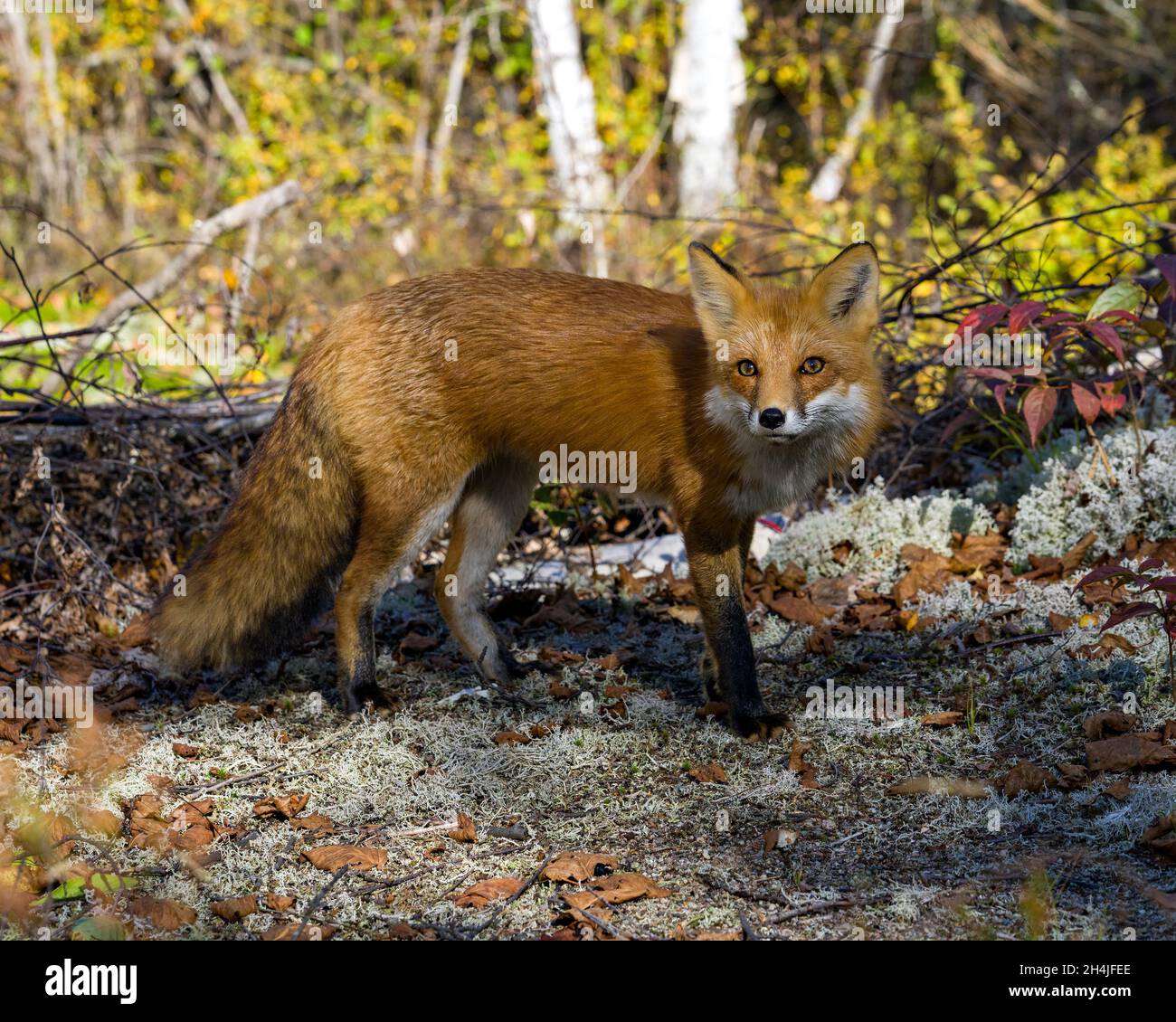 Red fox side view standing on moss ground with a forest background ...
