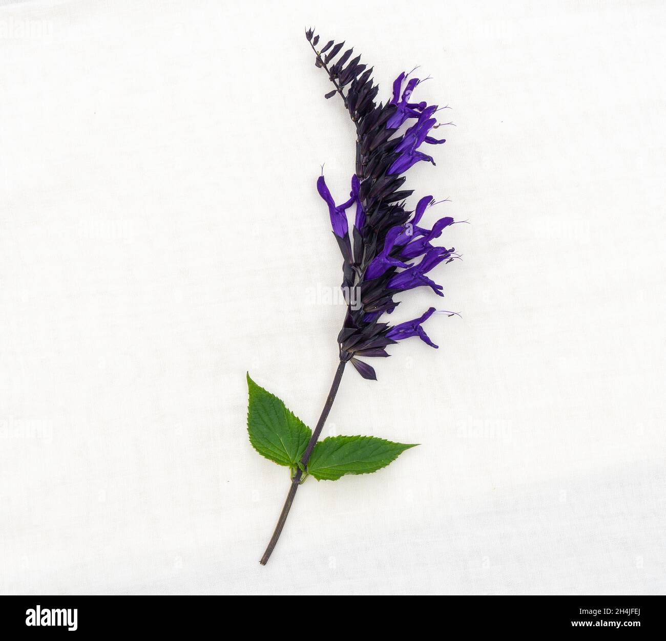 Single flower head Stock Photo - Alamy