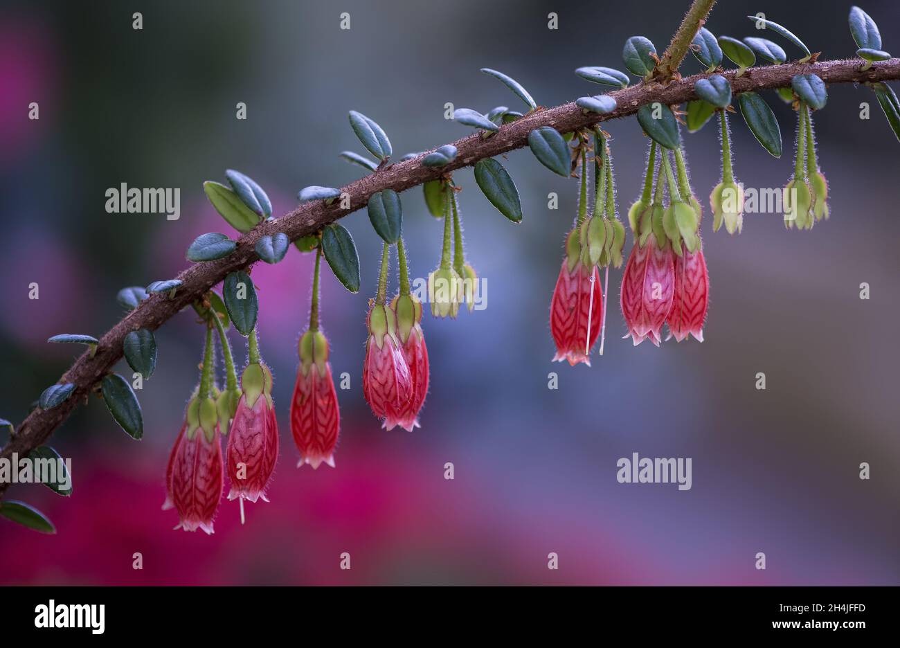 Agapetes flower hi-res stock photography and images - Alamy